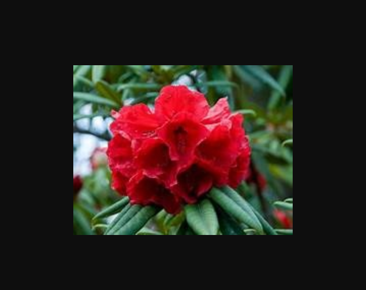 Rhododendron Tea/ Buransh ki chai – Purvanchl Tadka